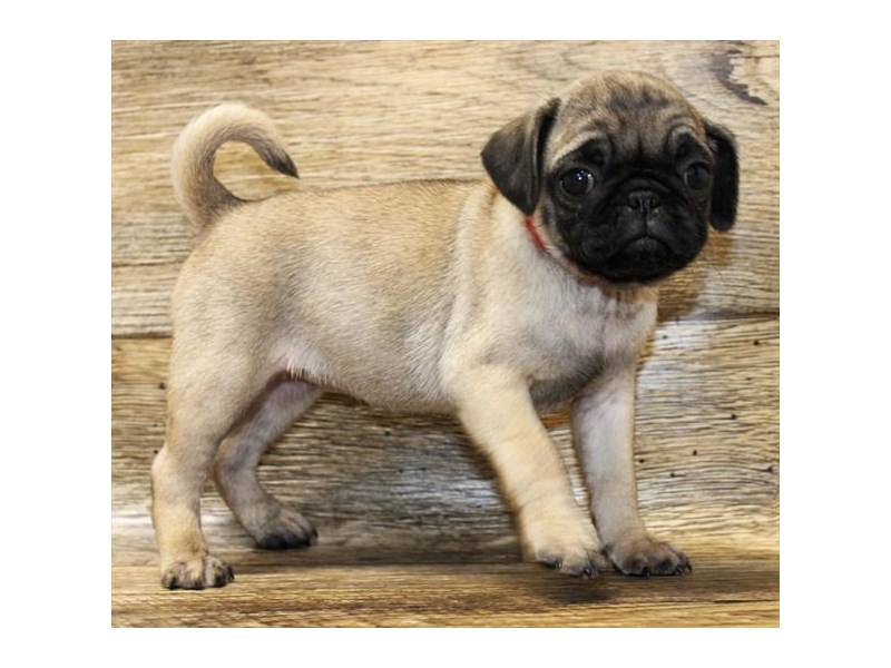 Pug Puppy Fawn ID:41 Located at Petland Charleston