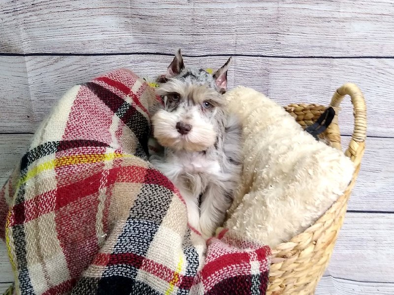 Miniature Schnauzer Puppy LIVER MERLE ID:113 Located at Petland Charleston