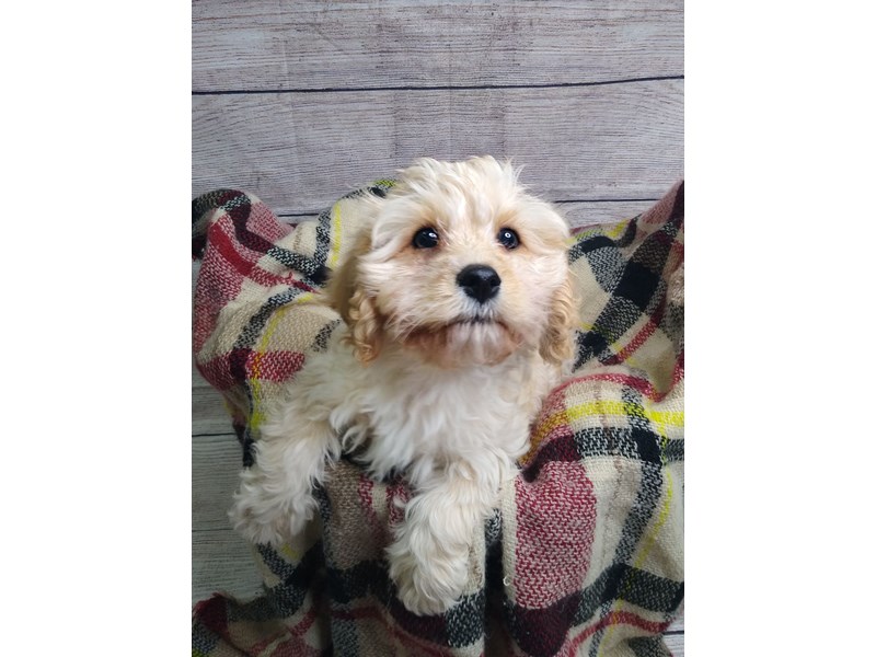 Ruby Cavachon