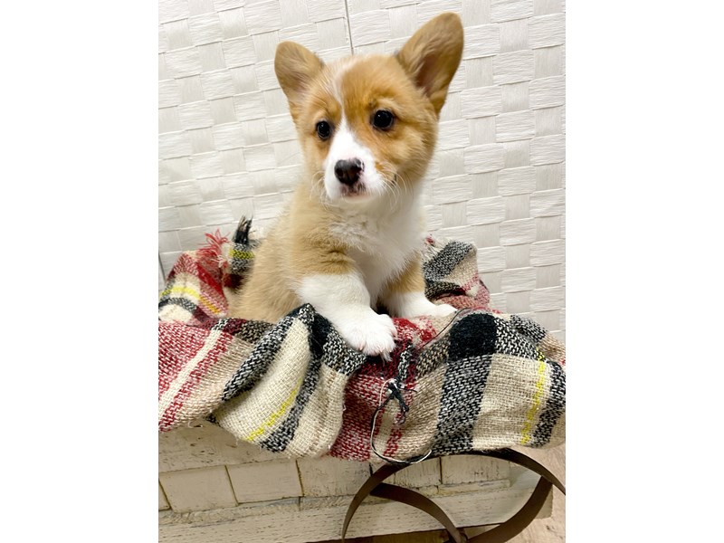 Pembroke Welsh Corgi Puppy Red Sesame ID:254 Located at Petland Charleston