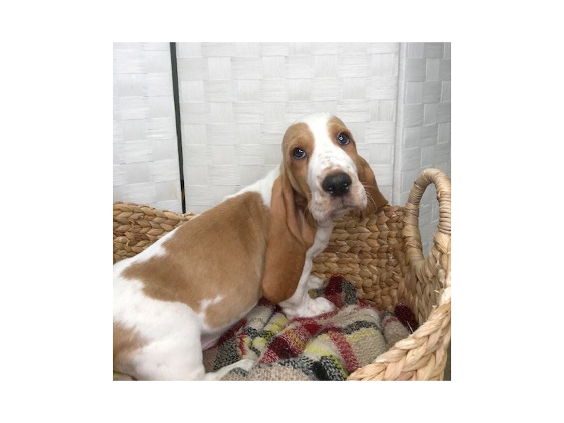 Basset Hound Puppy Lemon & White ID:431 Located at Petland Charleston