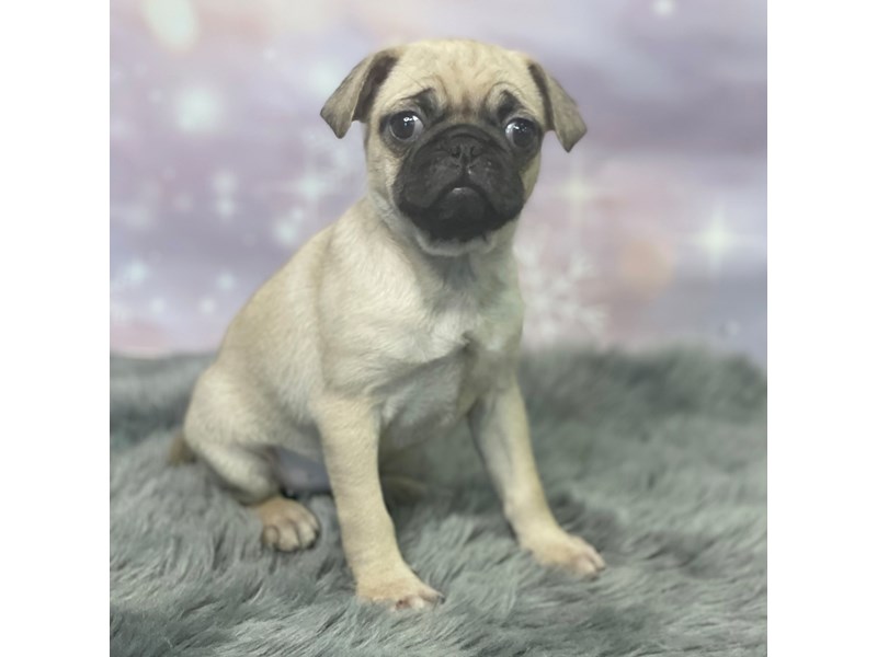 Pug Puppy Fawn ID:610 Located at Petland Charleston