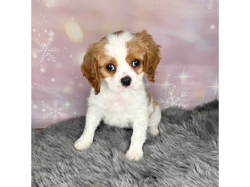 Cavalier King Charles Spaniel-DOG-Female-Blenheim-3528462-Petland ...