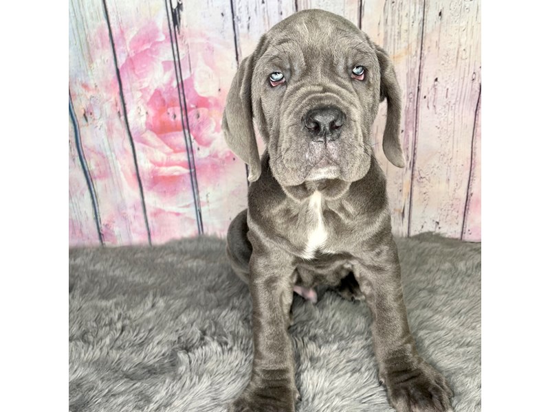 Blue Mastiff Puppy
