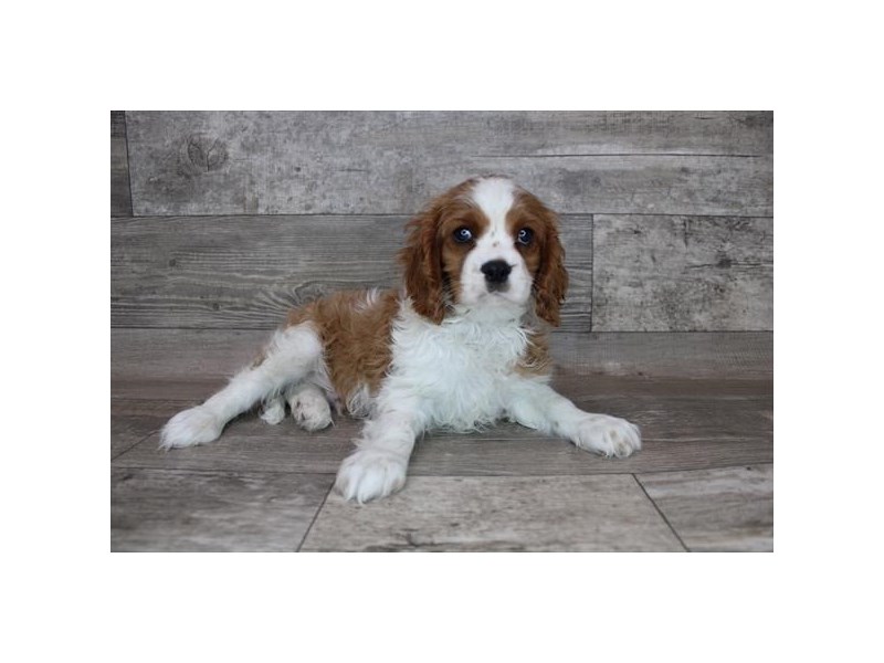 Cavalier King Charles Spaniel Puppy Blenheim ID:774 Located at Petland ...
