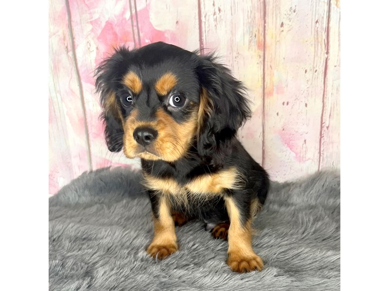 Cavalier King Charles Spaniel – Petland Charleston