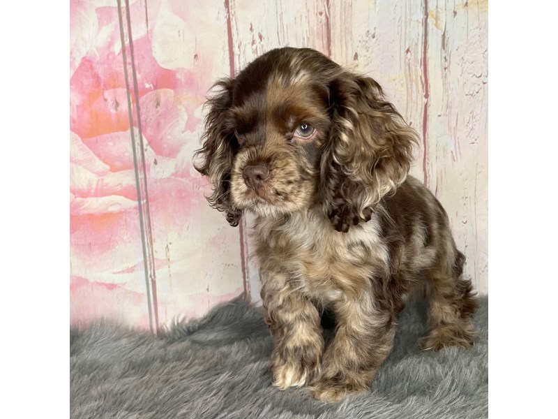 Cocker Spaniel-Dog-Female-Chocolate-4236969-Petland Charleston