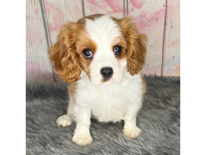 Cavalier King Charles Spaniel – Petland Charleston