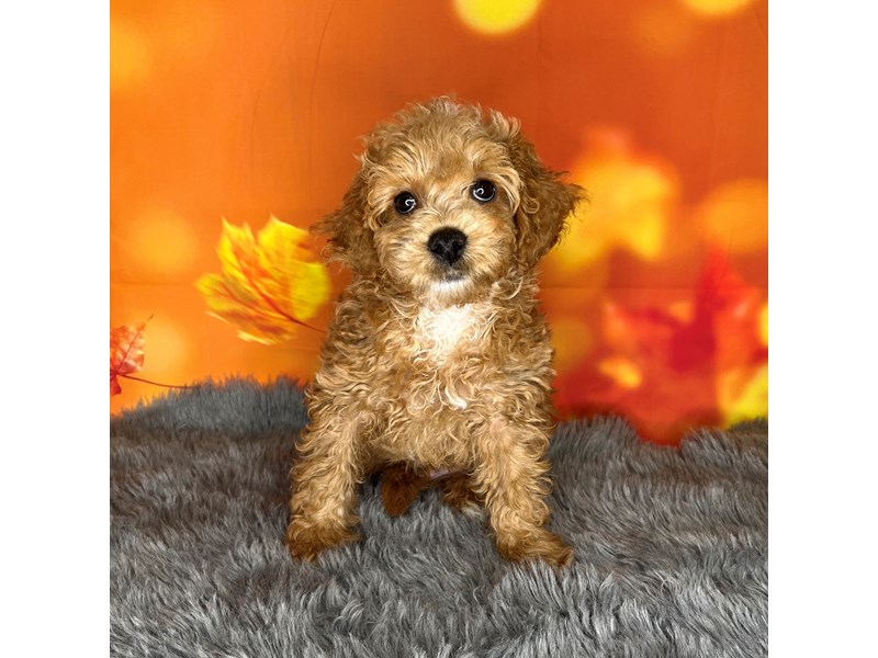 Cavapoo Puppy Apricot ID:966 Located at Petland Charleston
