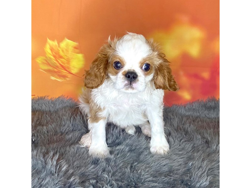 Cavalier King Charles Spaniel – Petland Charleston