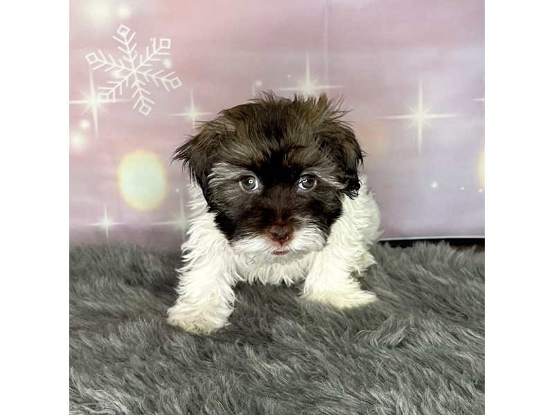 Teacup Havanese