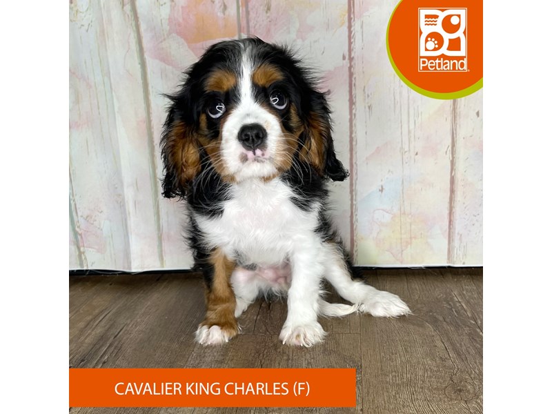 Available Pets - Petland Charleston