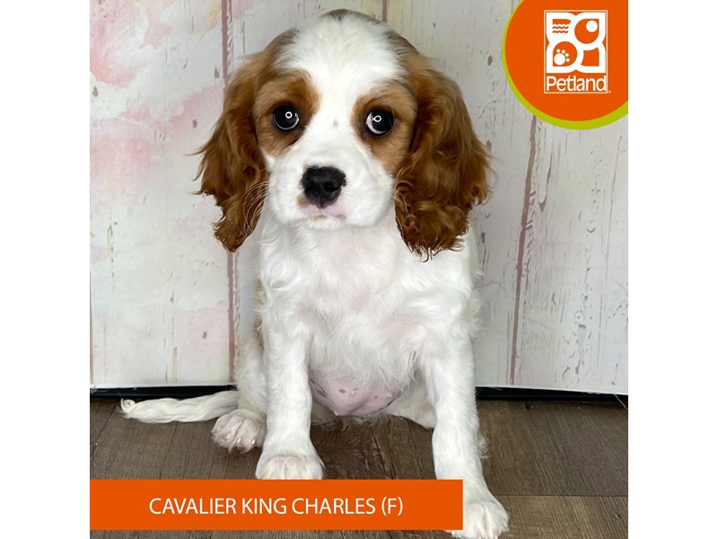 Available Pets - Petland Charleston