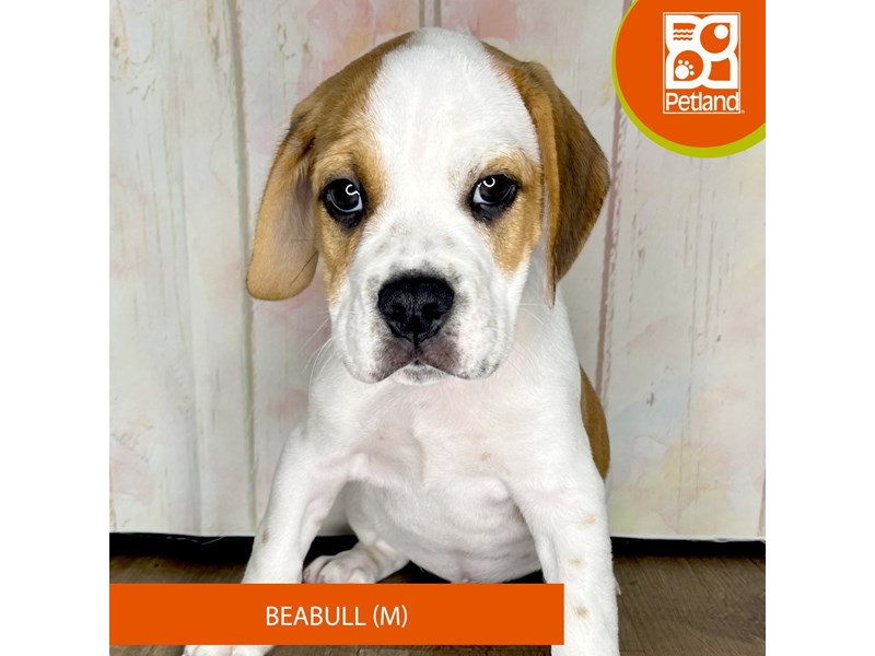White Boxer Beagle Mix