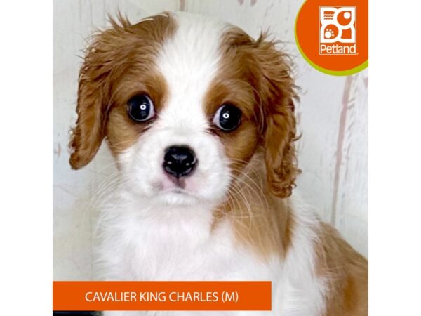 Cavalier King Charles Spaniel Puppy red& white ID:867 Located at ...