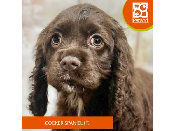 Petland Charleston, WV - Pet Store - Puppies, Kittens, Fish, Birds