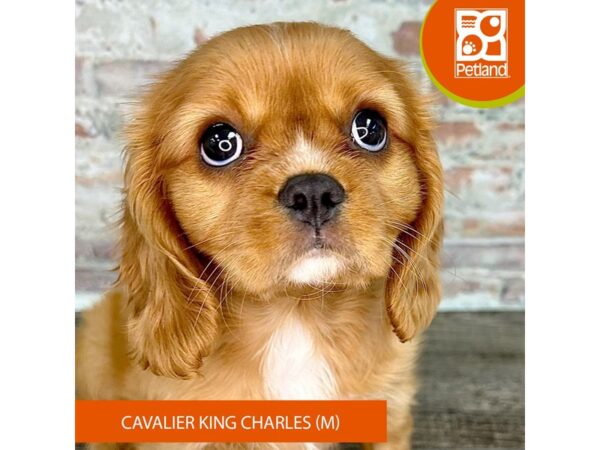 Petland Charleston, WV - Pet Store - Puppies, Kittens, Fish, Birds